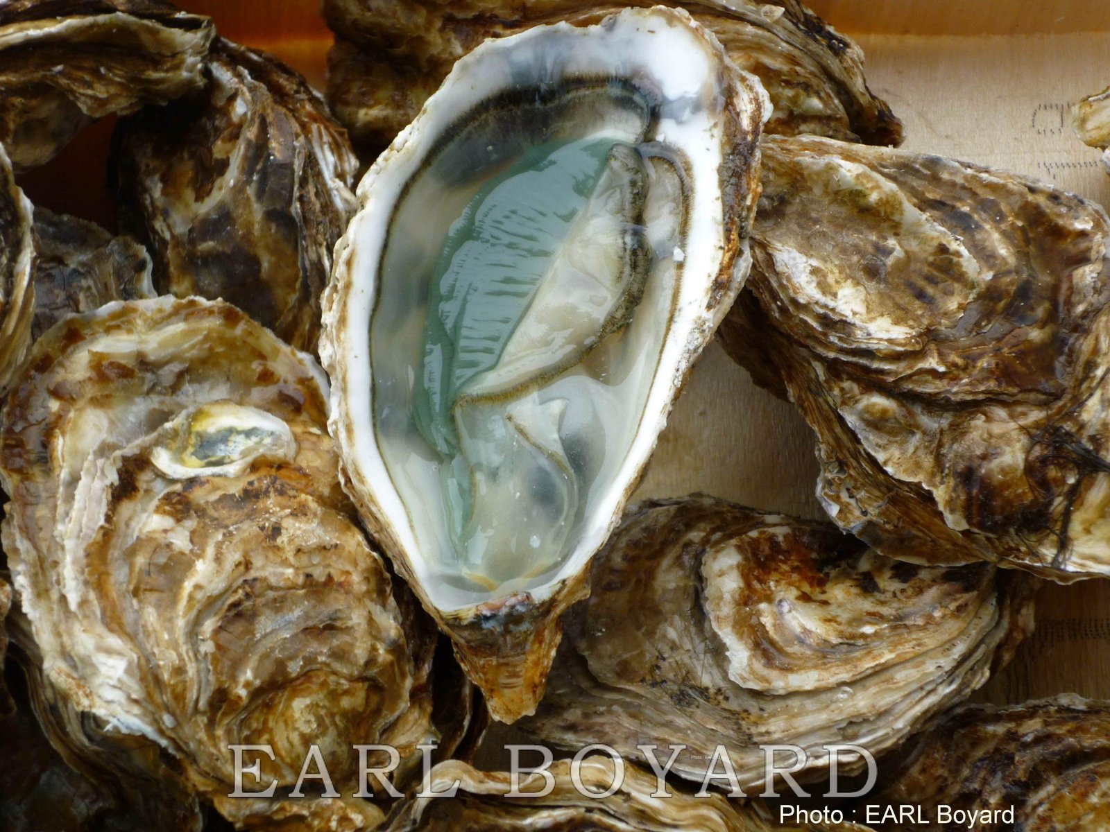 Achat Fines de claires vertes label rouge - Huitres Boyard